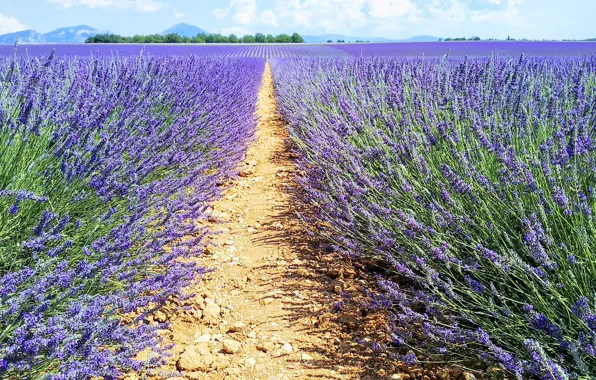Download wallpaper field, flowers, Nature, lavender, section nature in ...