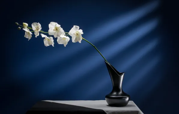 Download wallpaper flower, background, vase, section flowers in ...