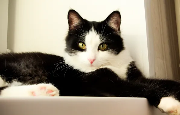 Wallpaper cat, cat, Bonia for mobile and desktop, section животные ...