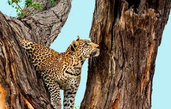 Wallpaper look, trees, pose, leopard, looking up for mobile and desktop ...