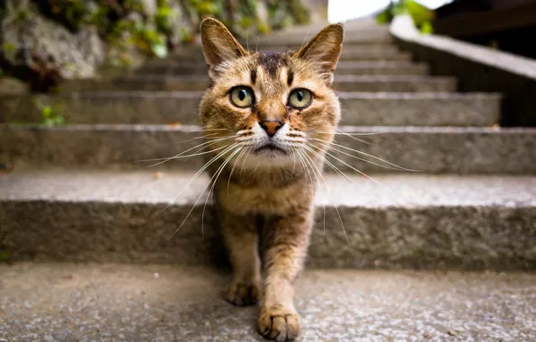 Wallpaper cat, look, Kote, pug for mobile and desktop, section кошки ...