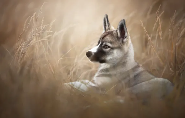 Wallpaper dog, spikelets, puppy for mobile and desktop, section собаки ...