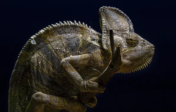 Download wallpaper nature, chameleon, background, section animals in ...