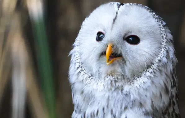 Wallpaper owl, bird, portrait for mobile and desktop, section животные ...