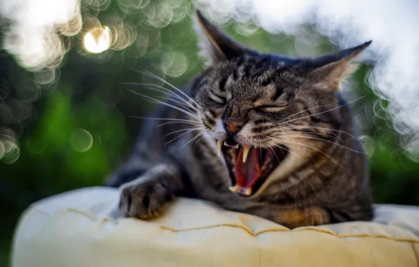 Wallpaper cat, cat, mustache, face, light, glare, grey, background for ...