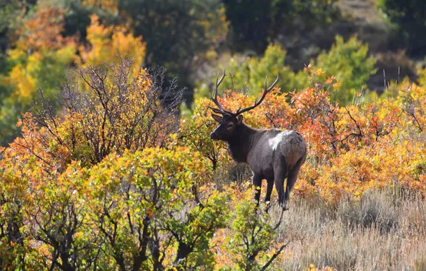 Autumn Buck Wallpaper