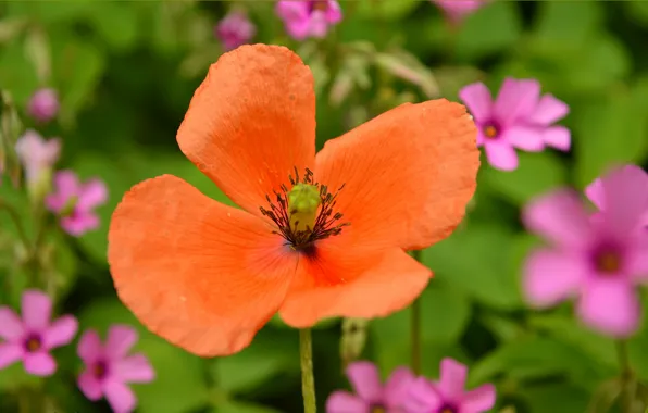 Wallpaper Macro, Spring, Mac, Spring, Macro, Poppy for mobile and ...