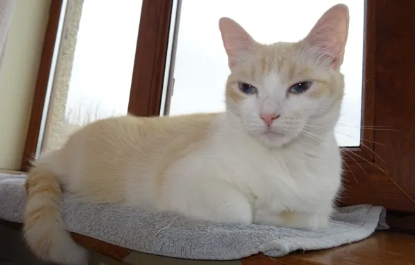 Wallpaper Bomi, Romania Cat, Nice Cat, Top 10 cat, Beautiful Feline for ...