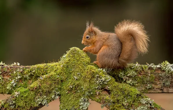 Download wallpaper look, nature, pose, Board, the fence, moss, protein ...