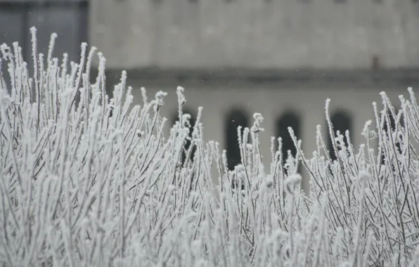 Wallpaper winter, frost, snow, nature, branch, IVA for mobile and ...