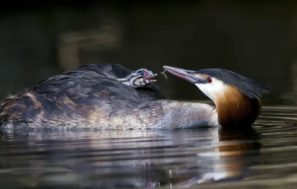 Wallpaper water, bird, Chicks for mobile and desktop, section животные ...