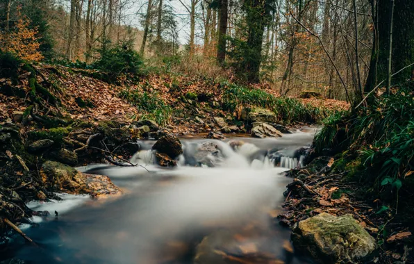 Wallpaper forest, nature, river for mobile and desktop, section природа ...