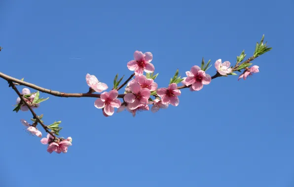 Wallpaper the sky, branches, spring 2018, Mamala © for mobile and ...