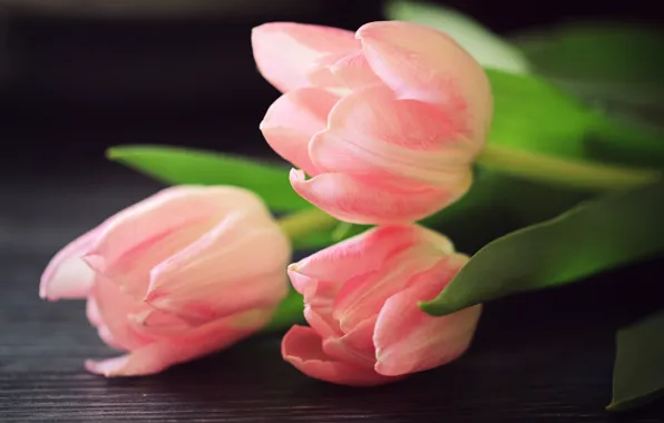 Wallpaper the sky, leaves, the sun, tulips, buds, view, urovnem plan ...