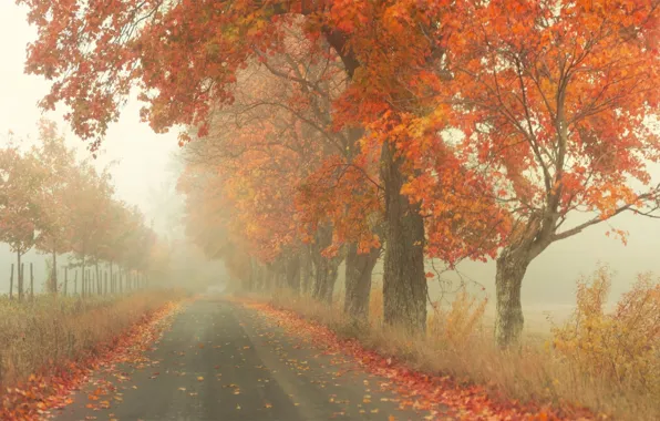 Wallpaper road, autumn, trees, fog, foliage, by Robin de Blanche, Red ...