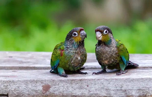 Wallpaper birds, parrots, a couple for mobile and desktop, section ...