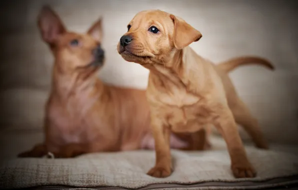 Wallpaper dogs, background, puppies for mobile and desktop, section ...