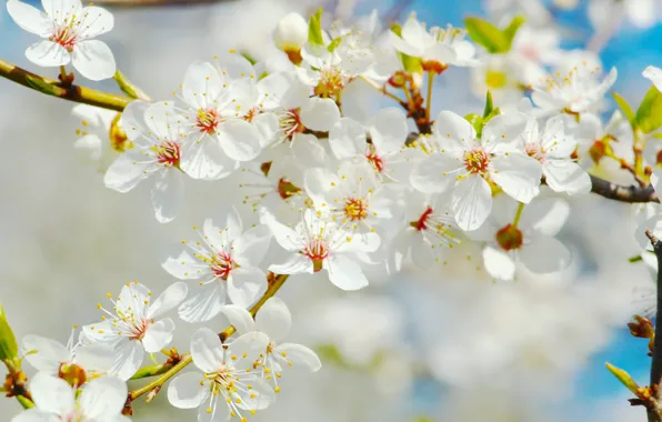 Download wallpaper white, flower, spring, section nature in resolution ...
