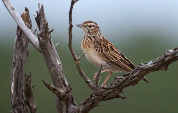 Wallpaper bird, Sabot Shrub Lark, Sabota Lark for mobile and desktop ...
