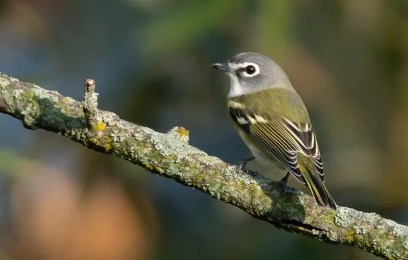 Wallpaper background, bird, branch, bokeh, vireon, blue - headed vireon ...