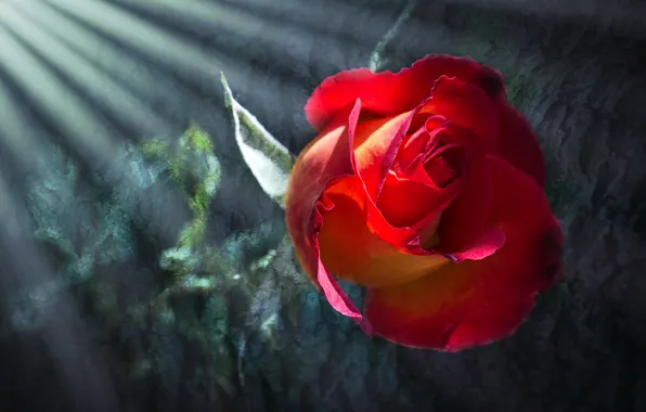Wallpaper flower, rays, light, background, rose, treatment, Bud, red ...