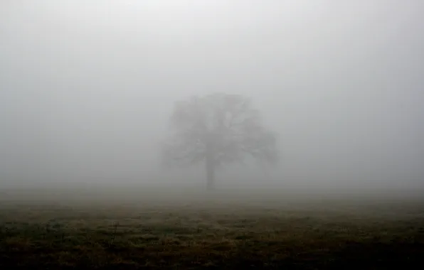 Download wallpaper field, fog, tree, section nature in resolution 1366x768