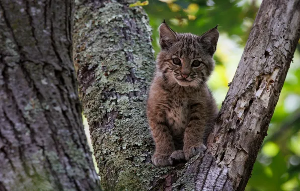Download wallpaper branch, lynx, a small lynx, section cats in ...