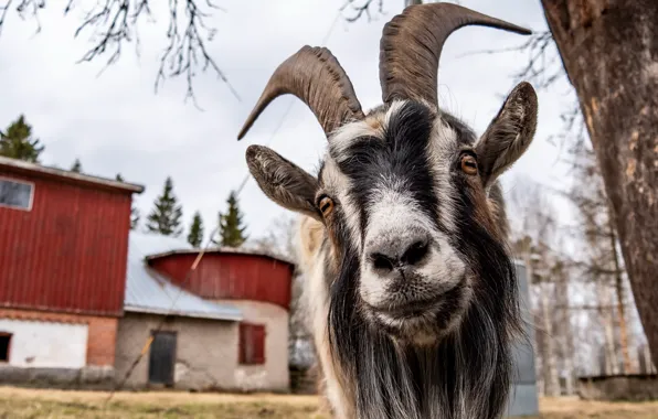 Wallpaper face, portrait, goat for mobile and desktop, section животные ...