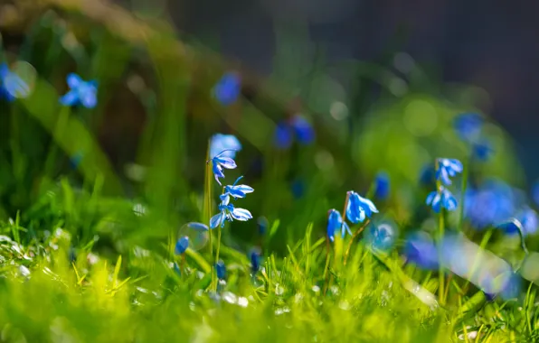 Wallpaper flowers, blue, spring for mobile and desktop, section цветы ...