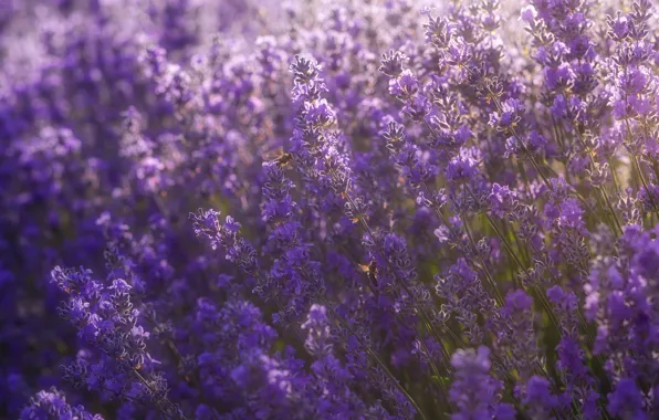 Wallpaper light, flowers, insect, a lot, lavender, lilac, bokeh, lavender field for mobile and ...