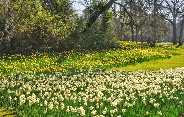Wallpaper flowers, Park, glade, spring, a lot, daffodils for mobile and ...
