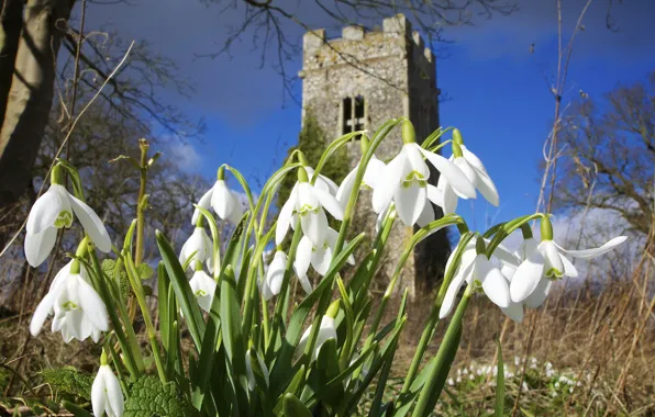 Wallpaper spring, snowdrops, structure for mobile and desktop, section ...