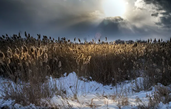 Wallpaper winter, light, snow, reed for mobile and desktop, section ...