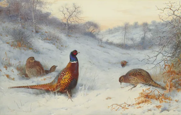 Wallpaper 1909, Scottish painter, Archibald Thorburn, Pheasant in the ...