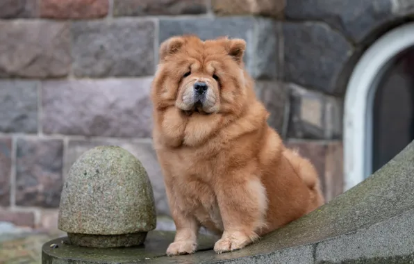Wallpaper look, dog, Chow images for desktop, section собаки - download