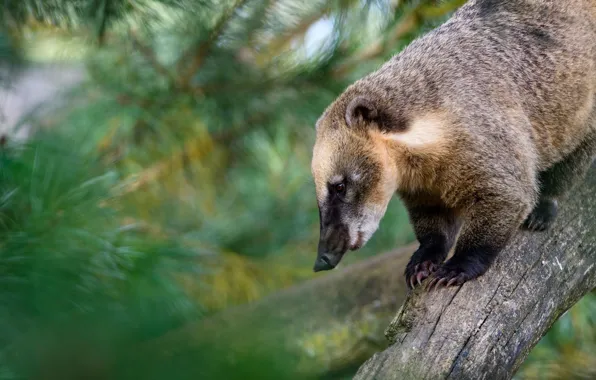 Wallpaper branches, pose, tree, needles, bokeh, coati, the coati for ...