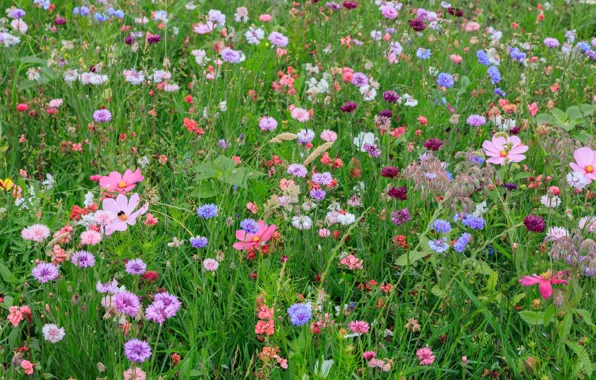 Download wallpaper grass, flowers, meadow, section nature in resolution ...