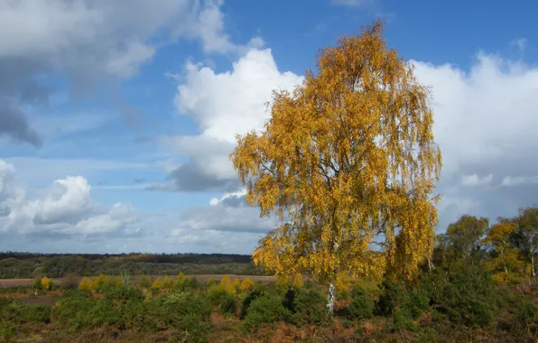 Wallpaper field, autumn, the sky, clouds, tree, birch for mobile and ...
