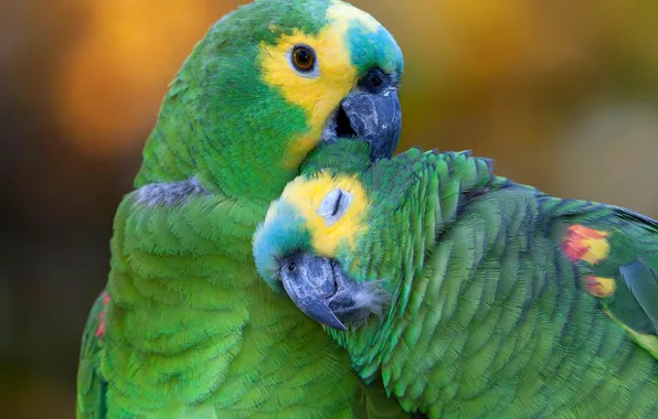 Wallpaper bird, beak, parrot, pair, Sidelobes Amazon for mobile and ...