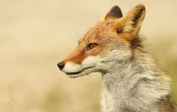 Download wallpaper face, background, portrait, Fox, section animals in ...