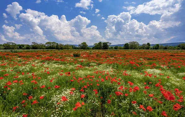 Wallpaper the sky, clouds, flowers, blue, Maki, chamomile, meadow ...