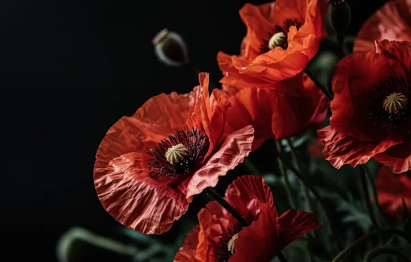 Wallpaper flowers, Maki, red, black background, composition, AI art ...