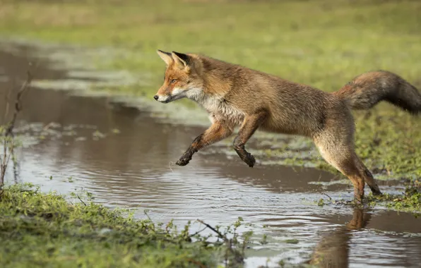 Wallpaper stream, jump, Fox for mobile and desktop, section животные, resolution 2048x1174 ...