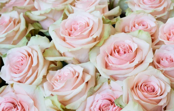 Wallpaper roses, gentle, beautiful, pink, beautiful, lovely, roses for ...