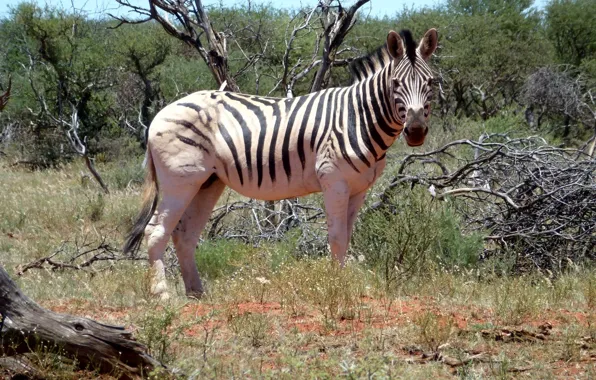 Wallpaper africa, animal, zebra, wildlife, rare for mobile and desktop ...