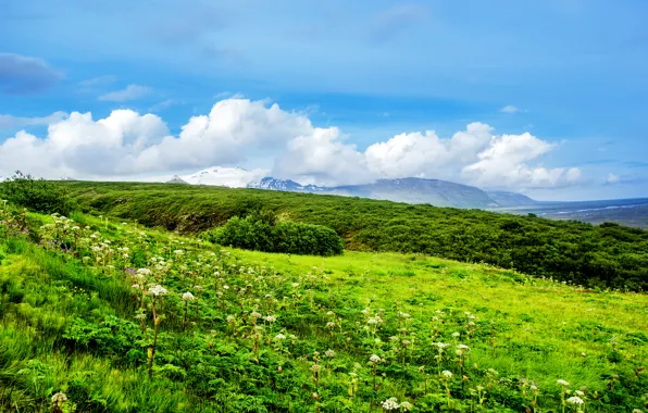Wallpaper Greens Summer Grass Clouds Flowers Hills Field For