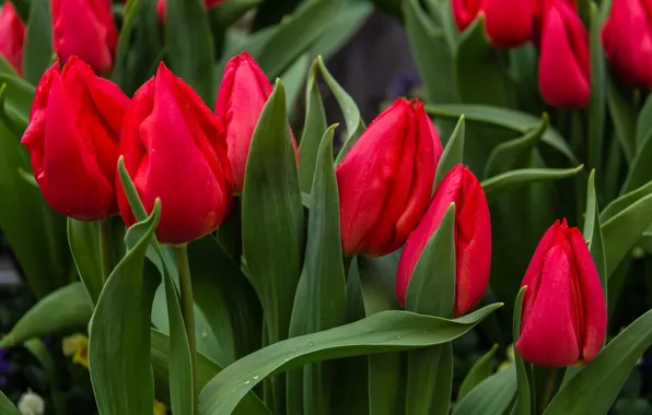 Wallpaper drops, red, tulips, Mark Ritter for mobile and desktop ...