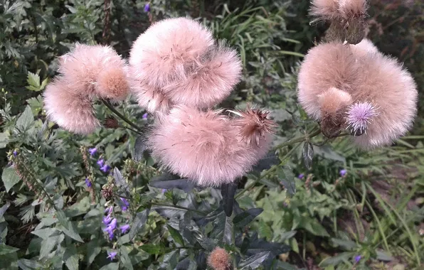 Wallpaper summer, plants, seeds, Bodyak polevoy for mobile and desktop ...