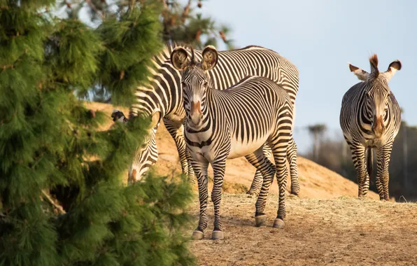 Wallpaper branches, nature, Zebra, needles, trio, Zebra, three zebras ...