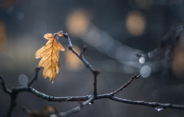 Wallpaper nature, sheet, branch images for desktop, section природа ...